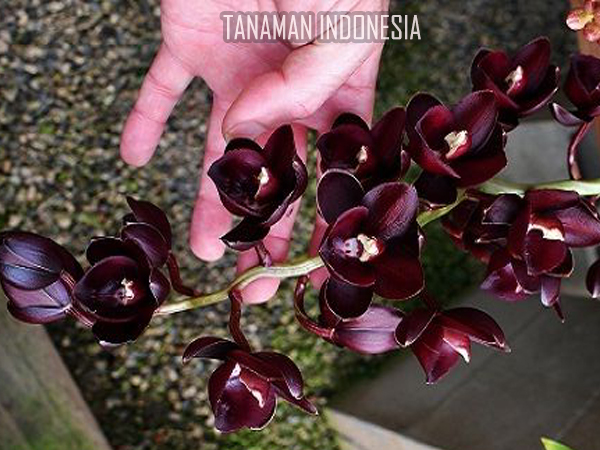 Anggrek Hitam: Bunga Langka yang Menawan & Sulit Dicari - Tanaman Indonesia