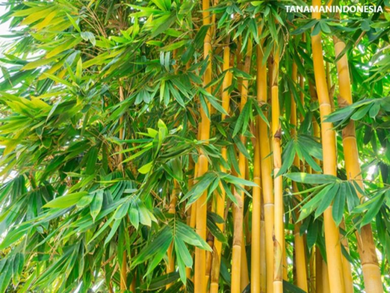 Cara Menanam dan Merawat Bambu di Pekarangan Rumah - Tanaman Indonesia