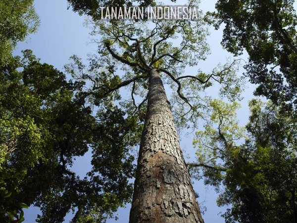 Pohon Meranti: Tanaman Indonesia Digunakan untuk Konstruksi - Tanaman ...