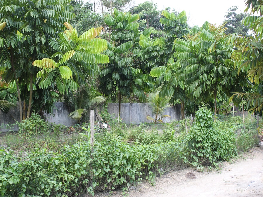 Matoa, Buah Khas Papua yang Kini Makin Dikenal di Seluruh Dunia ...