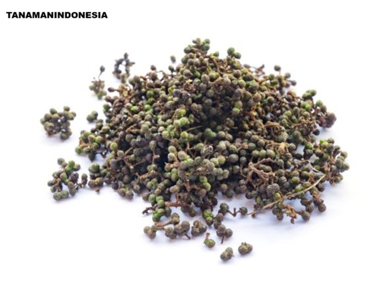 Keunikan Tanaman Andaliman: Rempah Khas Sumatera Utara - Tanaman Indonesia