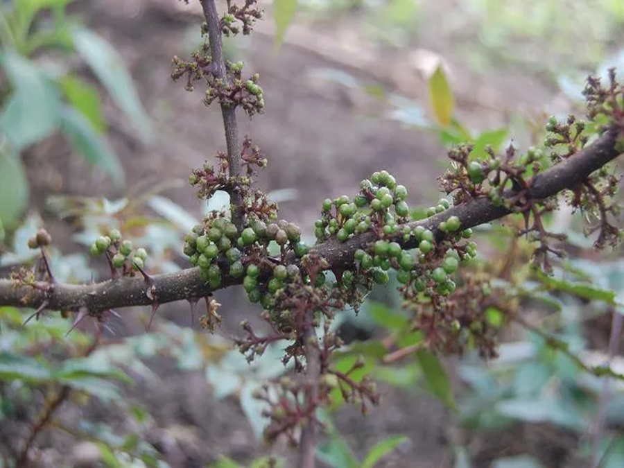 Keunikan Tanaman Andaliman: Rempah Khas Sumatera Utara - Tanaman Indonesia