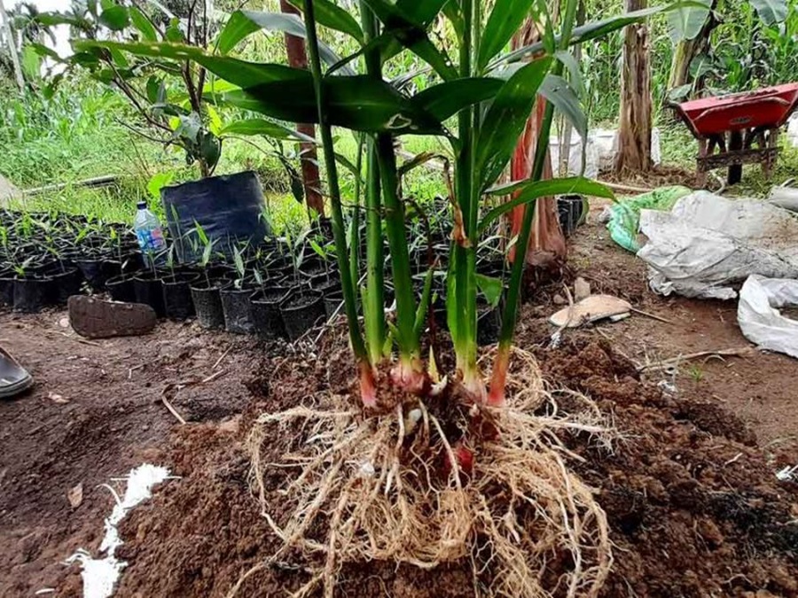 Cara Menanam dan Merawat Jahe untuk Hasil Optimal - Tanaman Indonesia