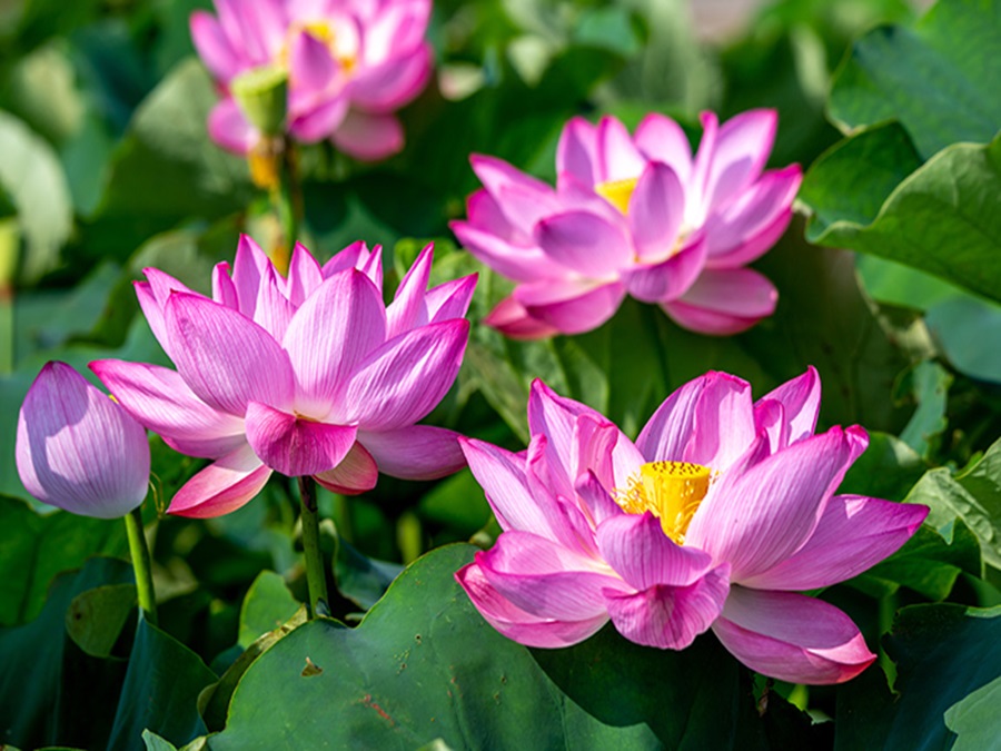 Tanaman Air Endemik Indonesia yang Tumbuh Subur di Alam Liar - Tanaman ...