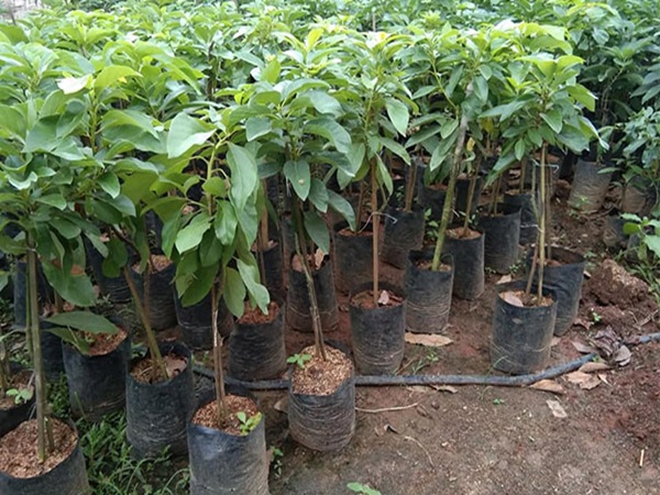 Menanam dan Merawat Tanaman Alpukat di Pekarangan Rumah - Tanaman Indonesia