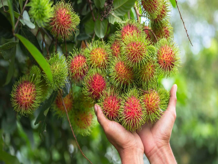 Keunikan Rambutan Indonesia dan Manfaat Kesehatannya - Tanaman Indonesia